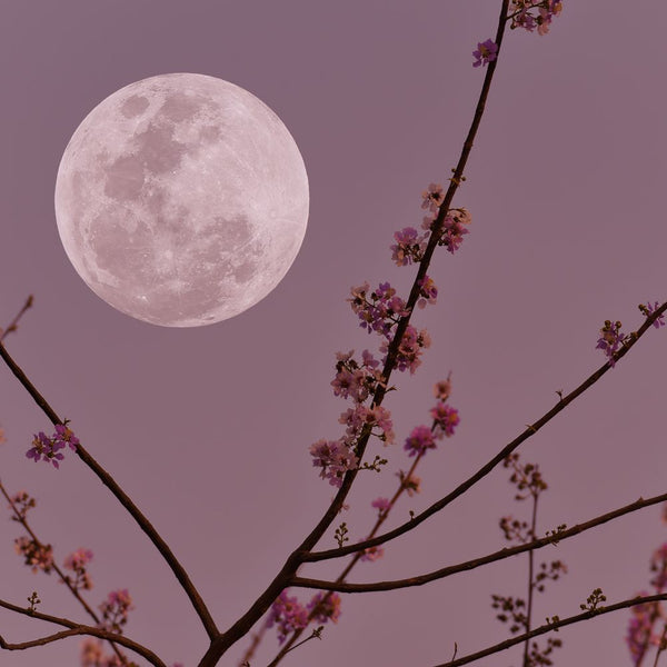 Fragancia Bramble Berry - Violet Moondance - Violeta bajo la luna - Im ...